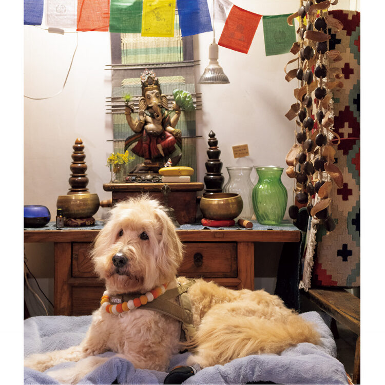 横浜 元町・中華街の人気わんこ──会いに行きたい看板犬 | くらし | クロワッサン オンライン